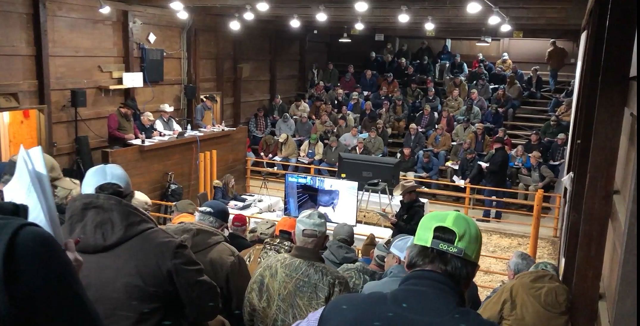 Bull Testing Program | Department of Animal Science