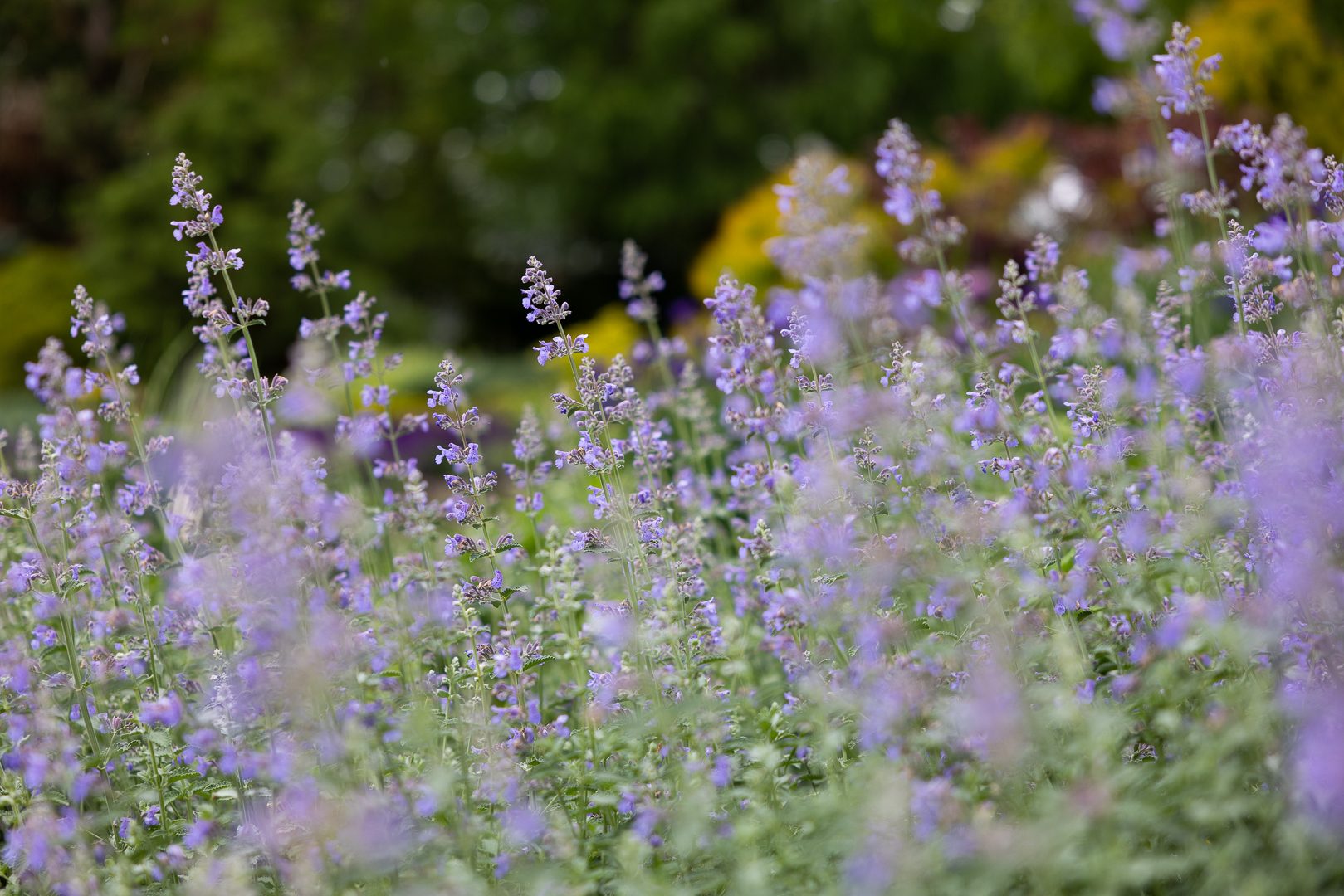 Institute of Agriculture | UTIA