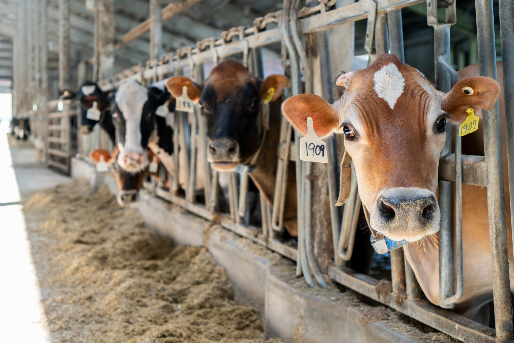 Institute of Agriculture | UTIA