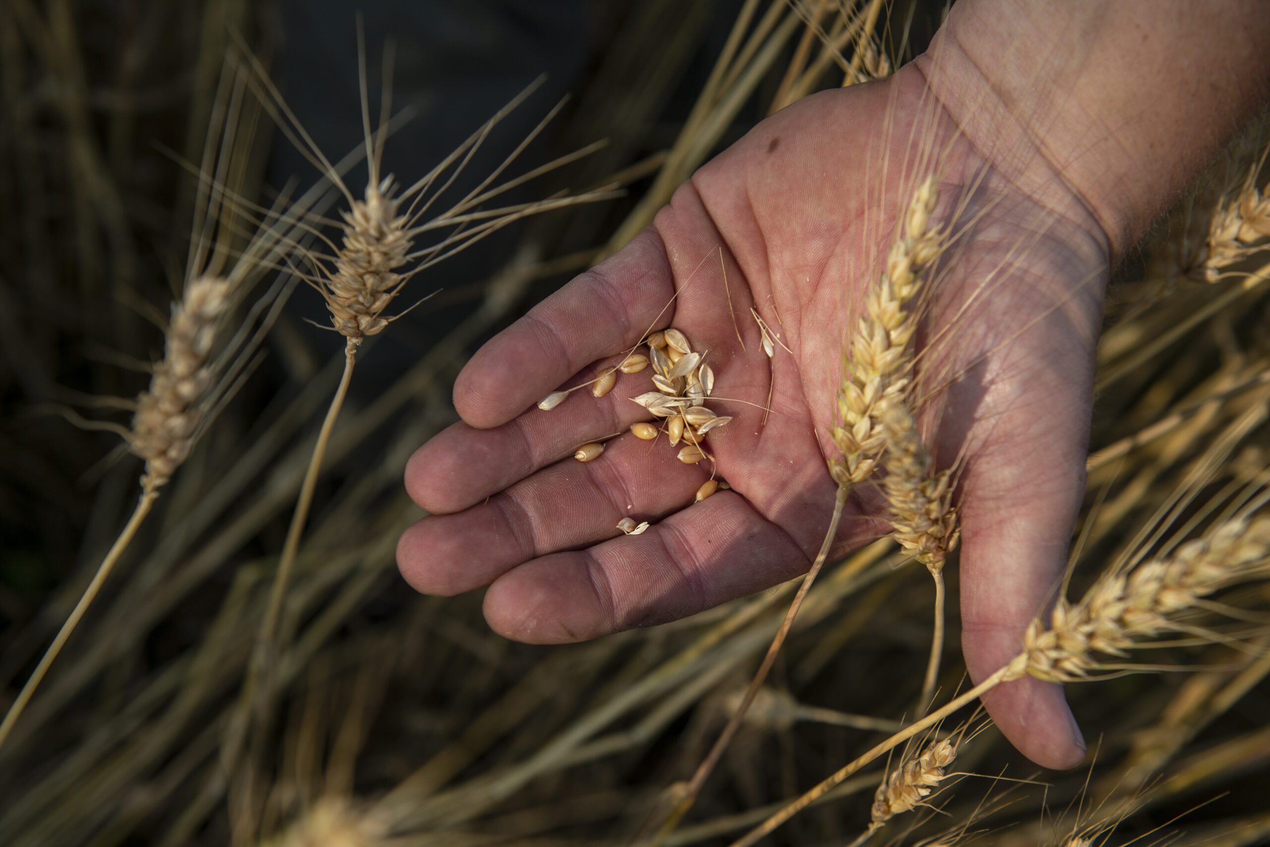 Growing Greatness - A Five-Year Strategic Plan for UTIA (2025-2030) | UTIA