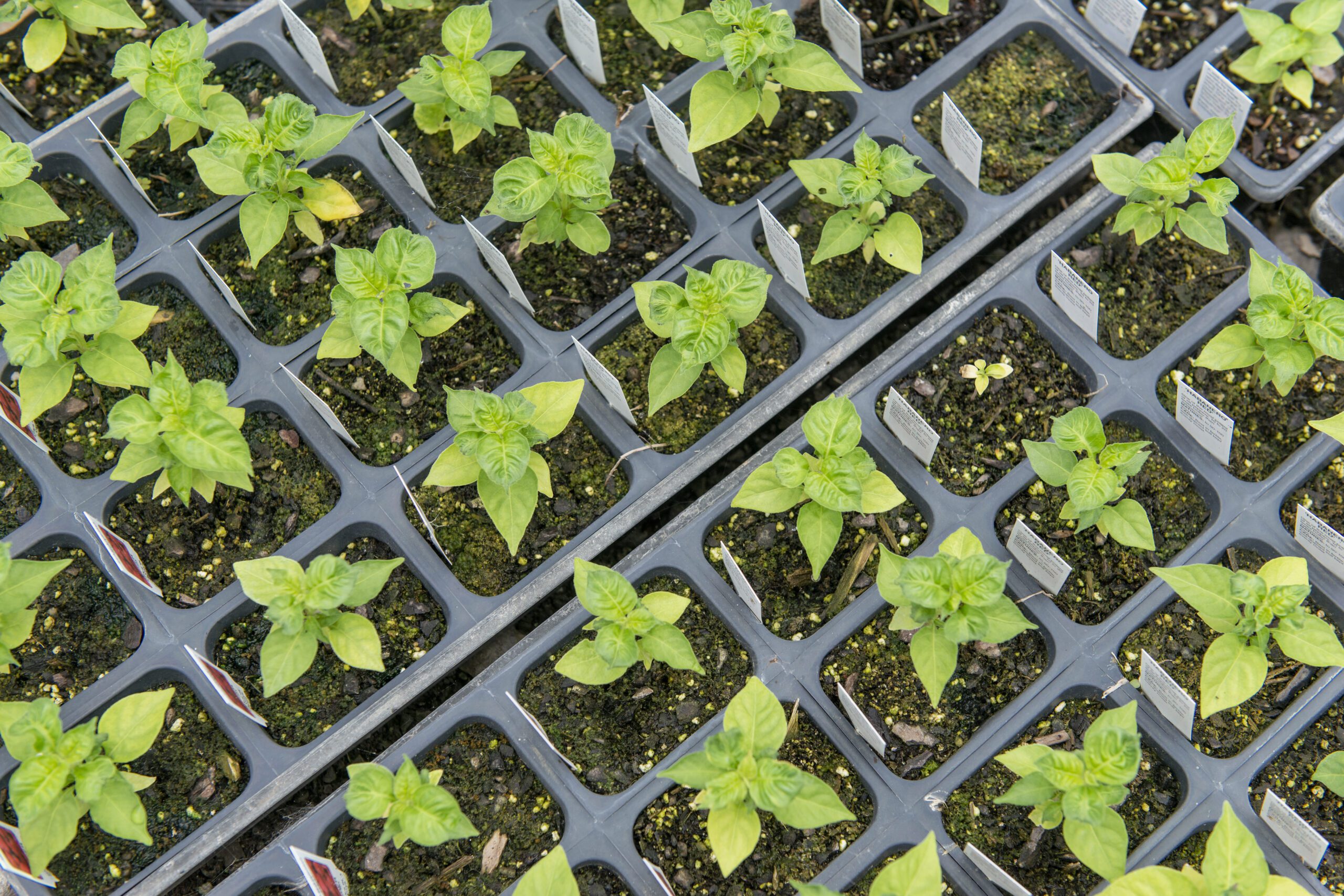 Institute of Agriculture | UTIA