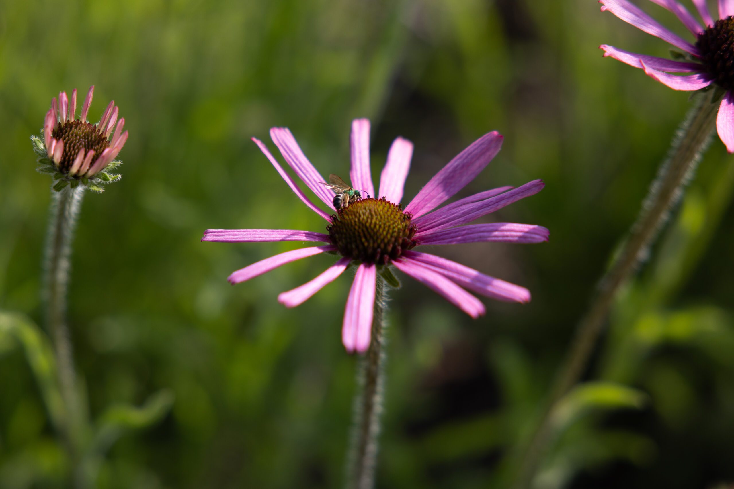 Institute of Agriculture | UTIA